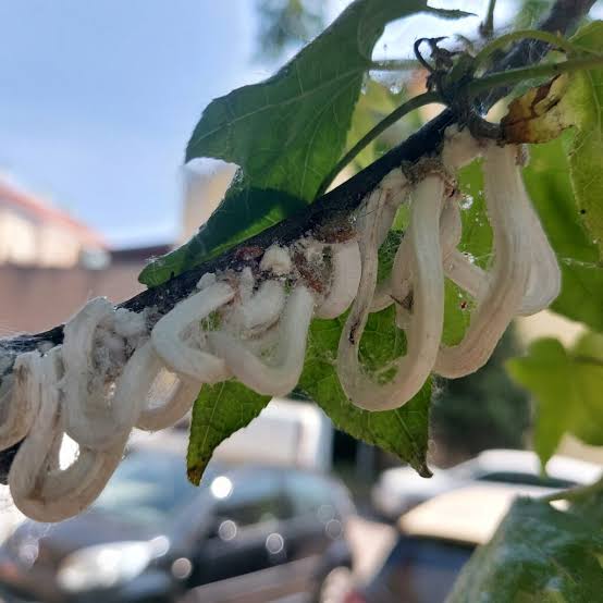 Takahashia japonica: che cos'è e cosa fare | Comune di Lainate