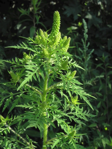 Misure per il contenimento di Ambrosia Artemisiifolia – Comune di Senago