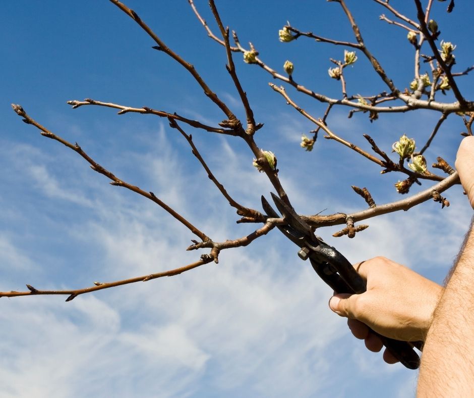 Inizio potature lungo la via Volta – Comune di Senago