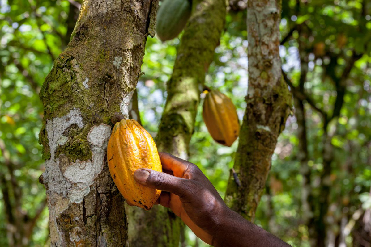 Cacao-Trace e l'impegno di Puratos per la sostenibilità della filiera ...