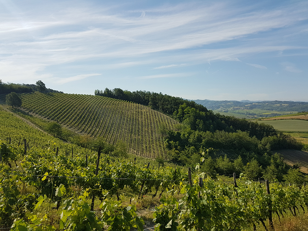 La lunga vita del Timorasso: tutto sul vino bianco dei Colli Tortonesi