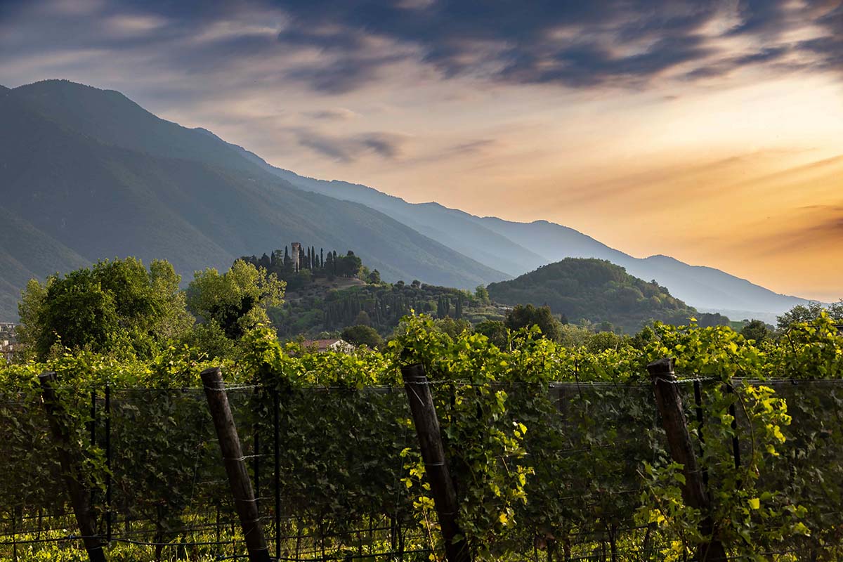 Vini Piwi: cosa sono e perché sono così resistenti?